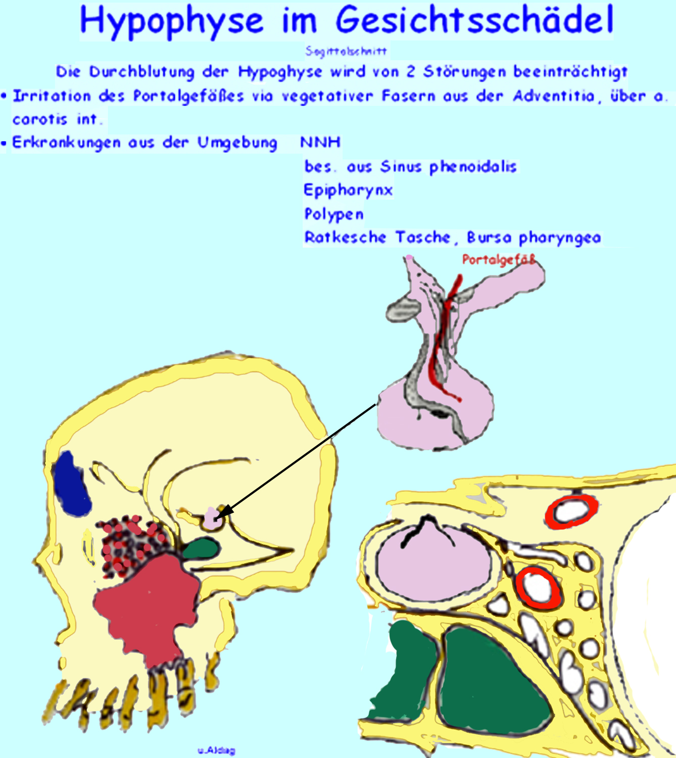 Durchblutung der Hypophyse - Institut für Neuraltherapie