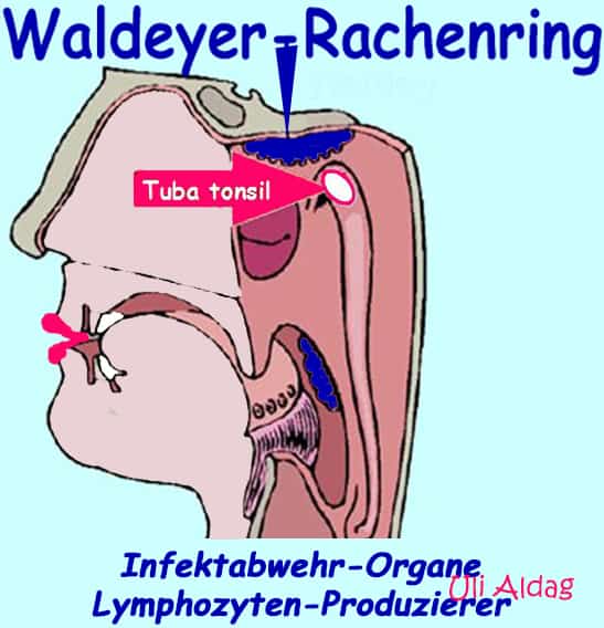„Dumpfbacke“ => Wenn Swini Unangenehmes zu Ohren kommt, ist`s nicht ...