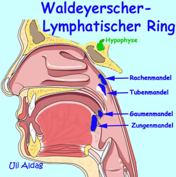 Swini pflegt in diesen Zeiten besonders ihre Superbarriere per ...